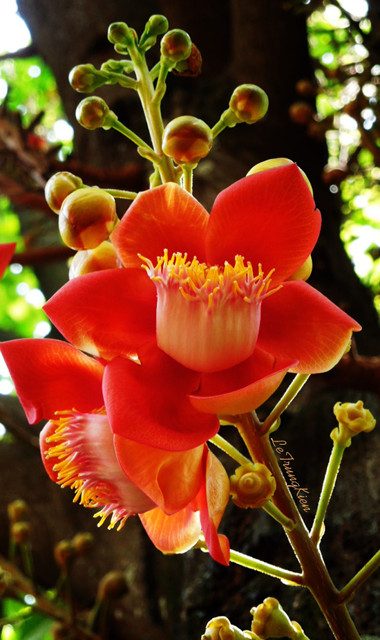 Hoa Sala | Nhang Sala